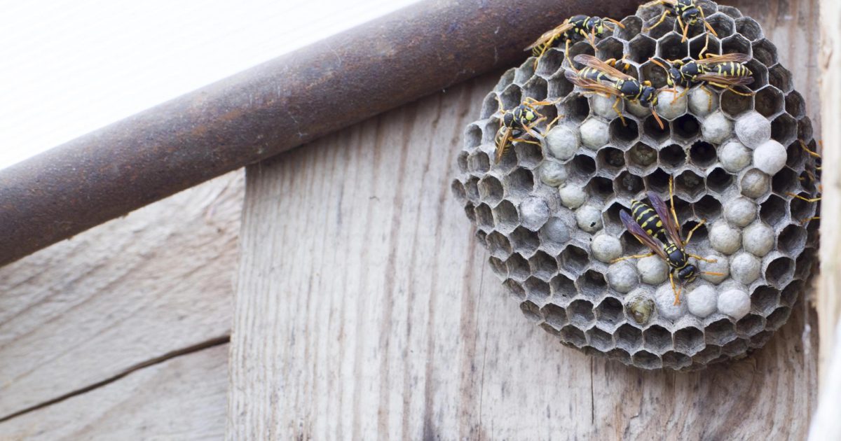 Wasp Pest Control Waikato | Get Rid of Wasps